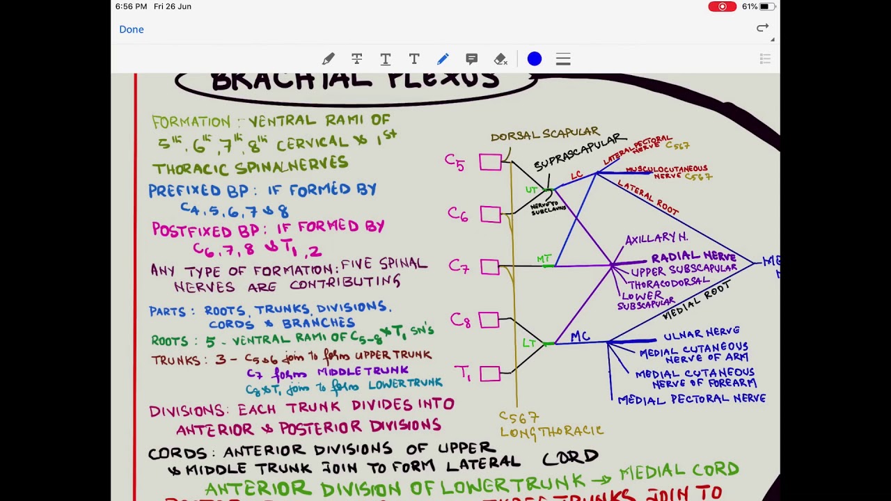 Brachial Plexus - Axilla Part 2 : Anatomy Mind Maps - YouTube
