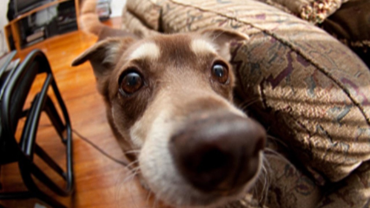 Best Dog Videos of 2025 - Dog Compilation - YouTube
