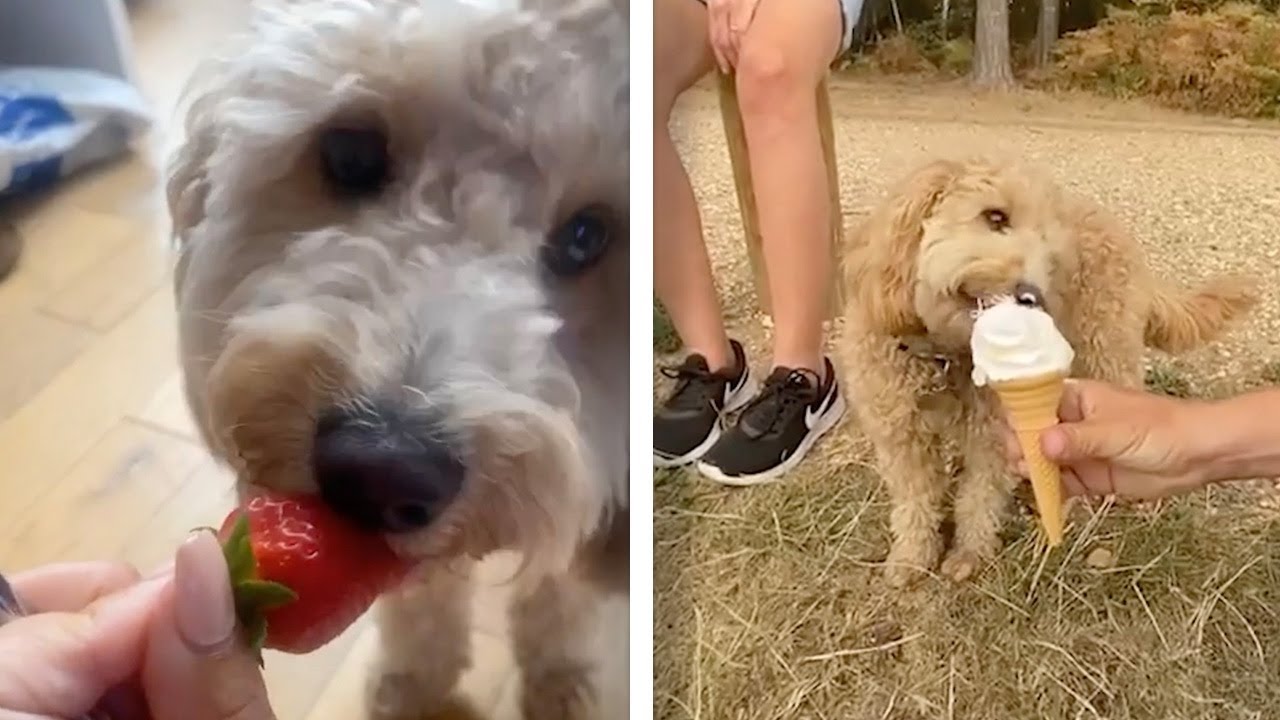 Meet The UK's 'Most Spoilt Dog' - YouTube