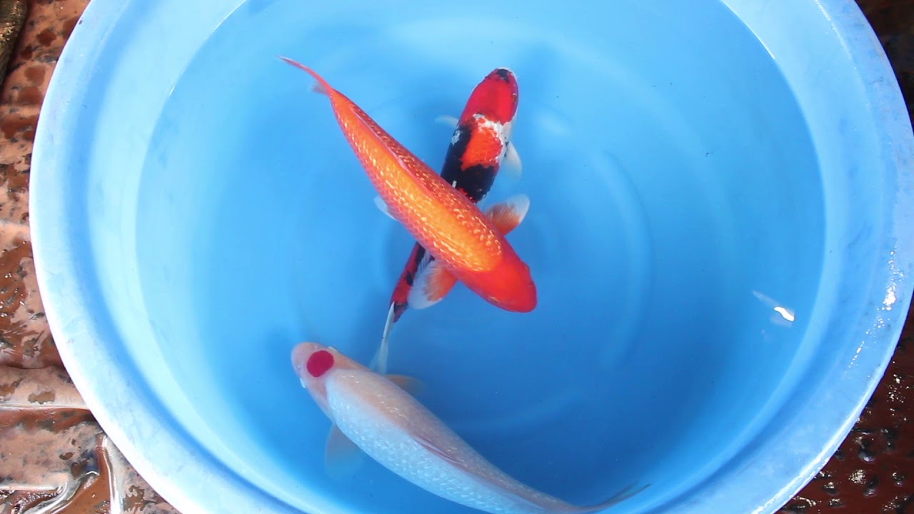 Ginrin Showa, Ginrin Orange Ogon, Ginrin Tancho Kohaku, #q1005t007 009 ...
