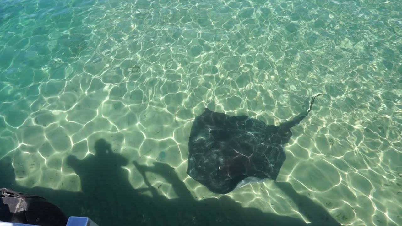 Stingray at the Bellambi Boat ramp #Stingray #boat ramp - YouTube