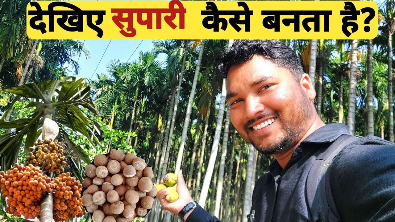 सुपारी का पेड़ | Supari Ka Ped Kaisa Hota Hai | Supari Ki Kheti | Areca ...