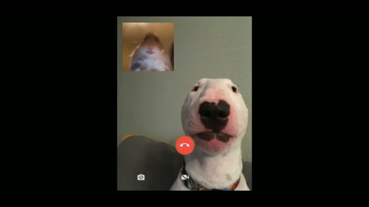 hamster call to Walter white - YouTube