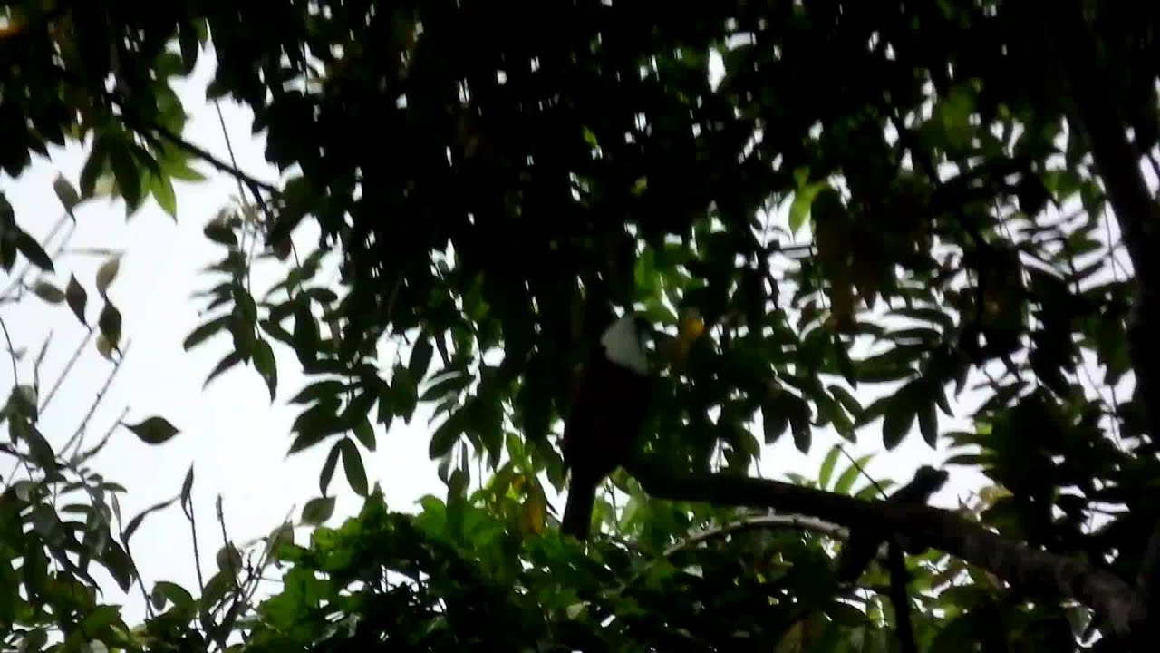 Three-wattle bellbird (Male) - YouTube
