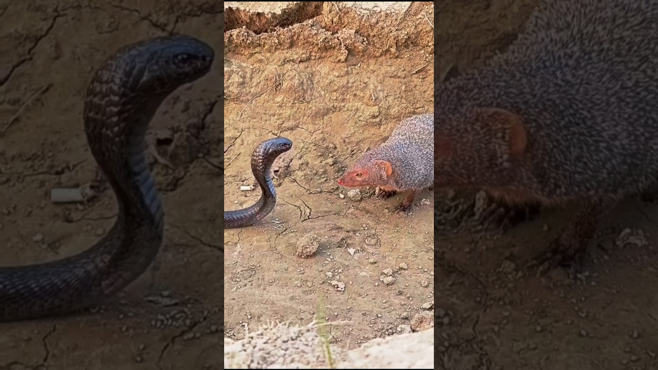 "Dangerous Encounters of Bees and Snakes!" #snake #snakeresque #cobra # ...