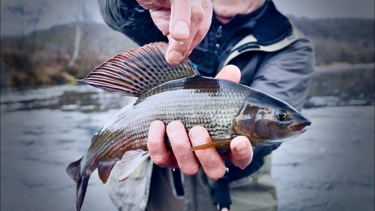 Grayling fishing - Dry fly fishing in winter - river San in Poland ...