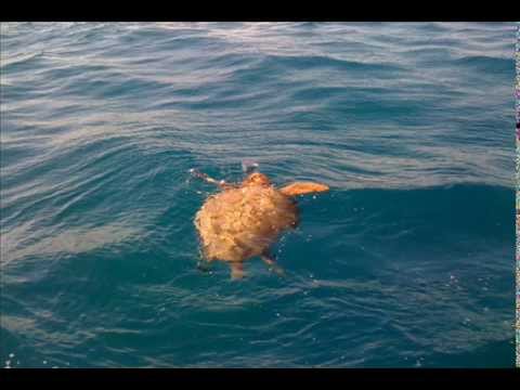 Sea Turtle Eating a Portuguese Man-O-war - YouTube