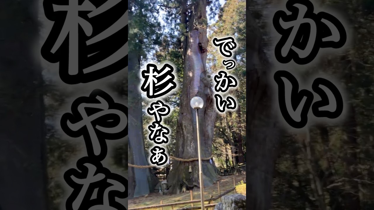 おおき杉 #大樹 #bigtrees #ショート #shorts - YouTube