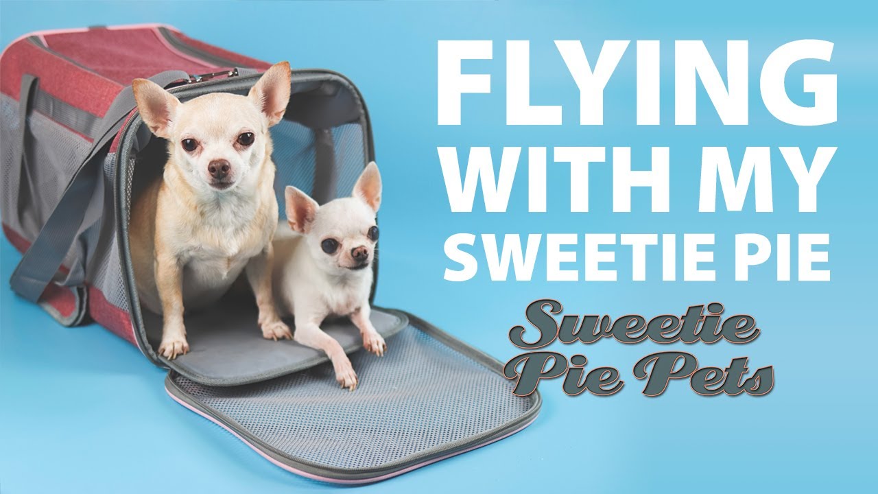 How Hard is it to Fly with your Sweetie Pie? | Sweetie Pie Pets by ...