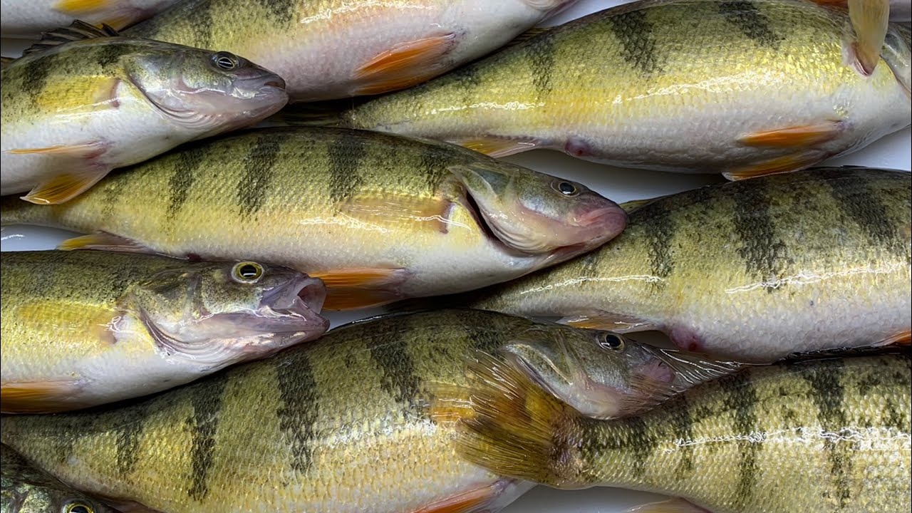 Spring Perch Fishing! - YouTube