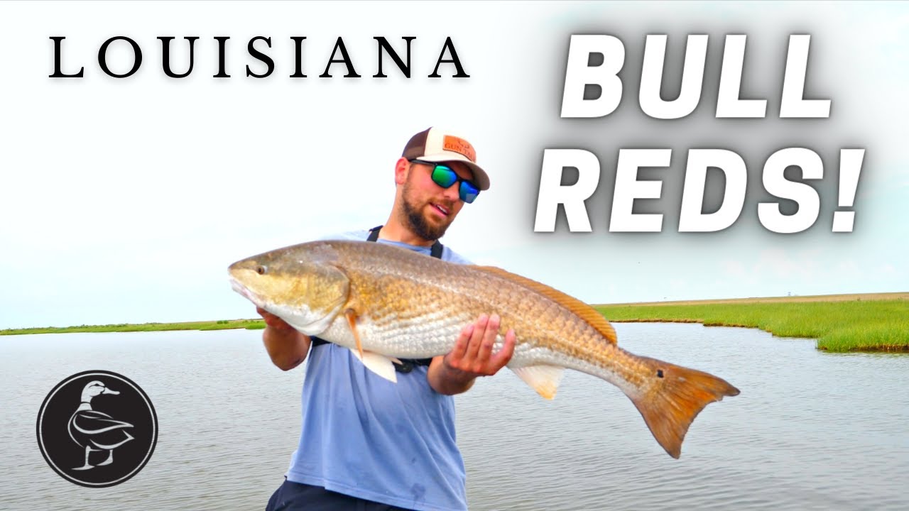 HUGE Louisiana Bull Reds in the Marsh! GREAT NEWS!!*** - YouTube