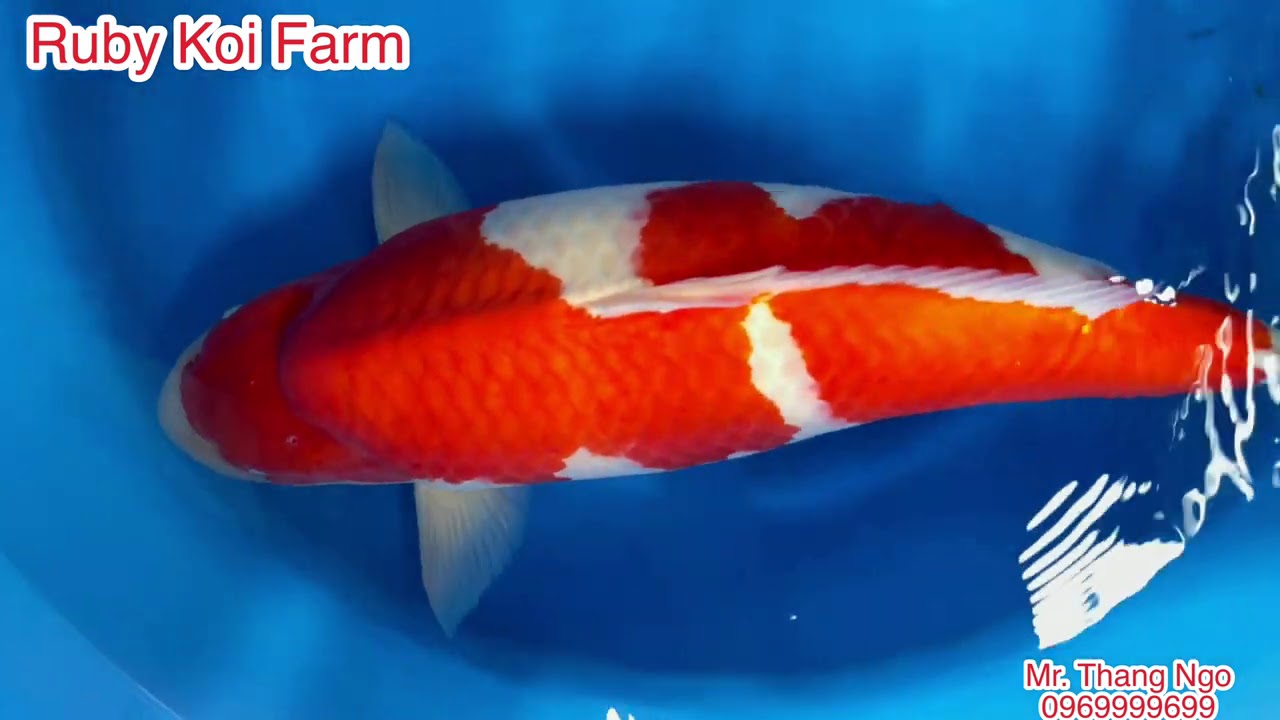 Super Kohaku Torazo Koi Farm, 4,5 year, 80cm, female. #kohaku # ...