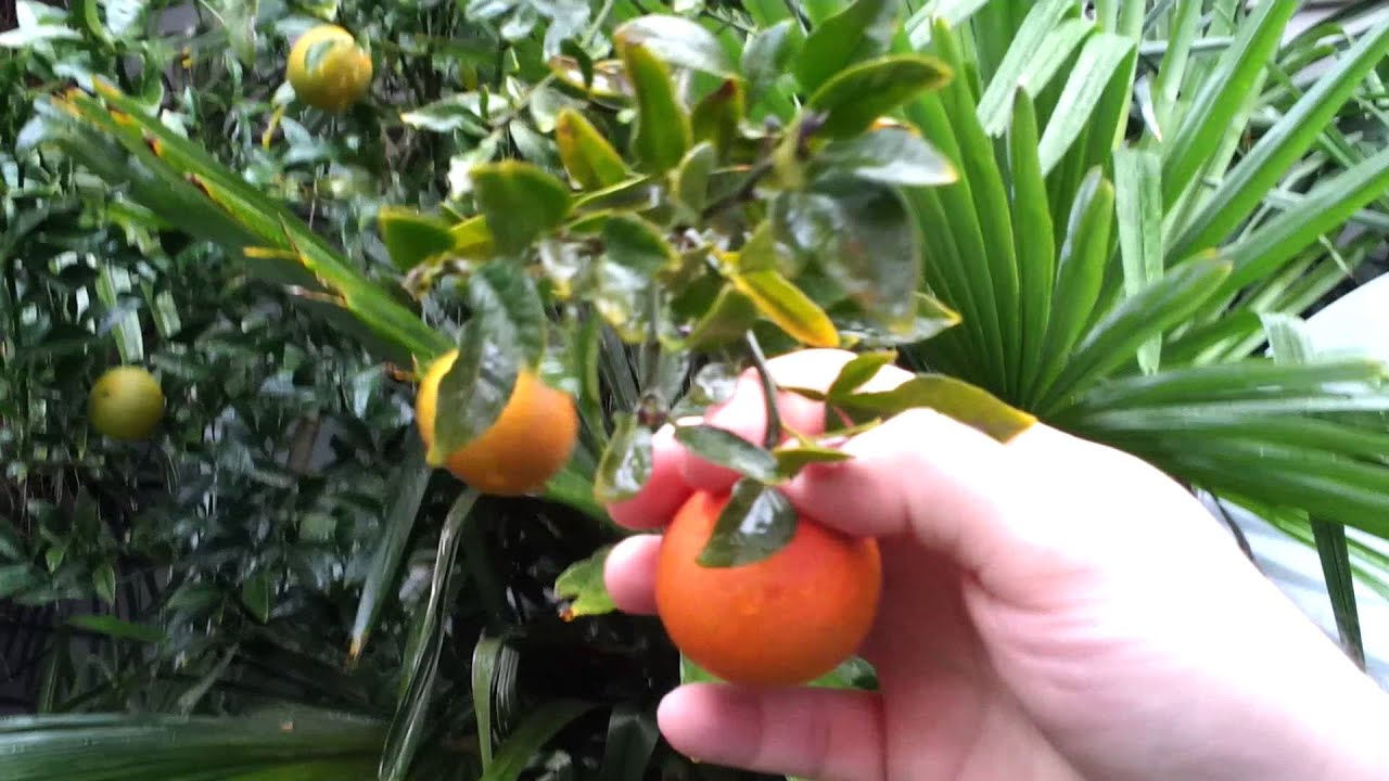 video 1st pick citrandarin nov 7 2013 - YouTube