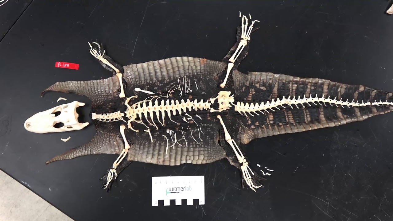 Random Act of Anatomy - 25 bird skeletons, plus an alligator - YouTube