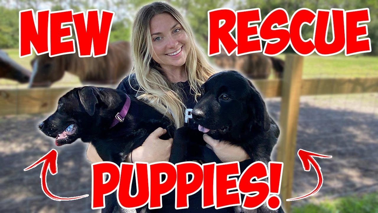 TWO NEW RESCUE PUPPIES *CUTE ANIMALS* - YouTube