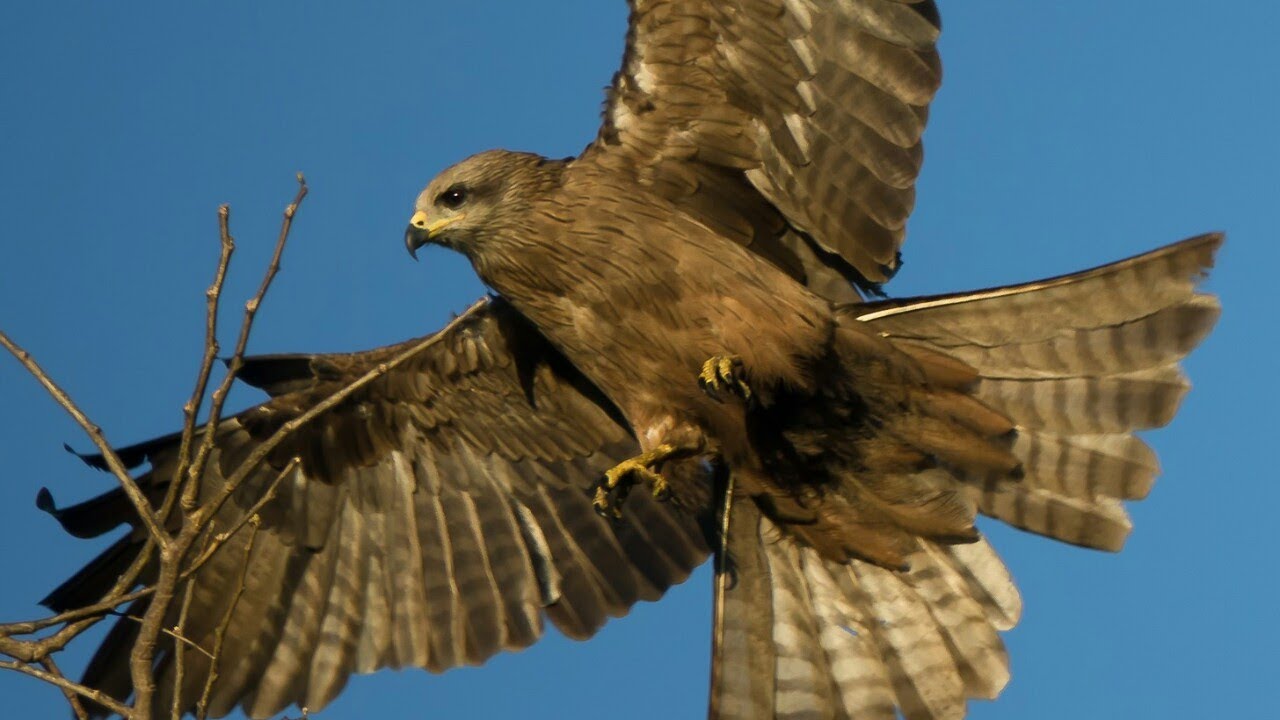 Kite Sound - YouTube