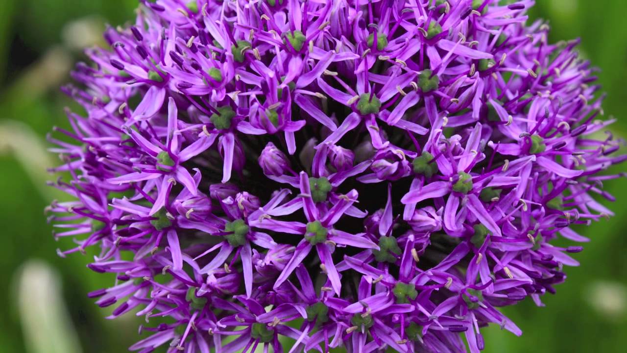 Ornamental Onions - Fireworks in Mid-Explosion - YouTube