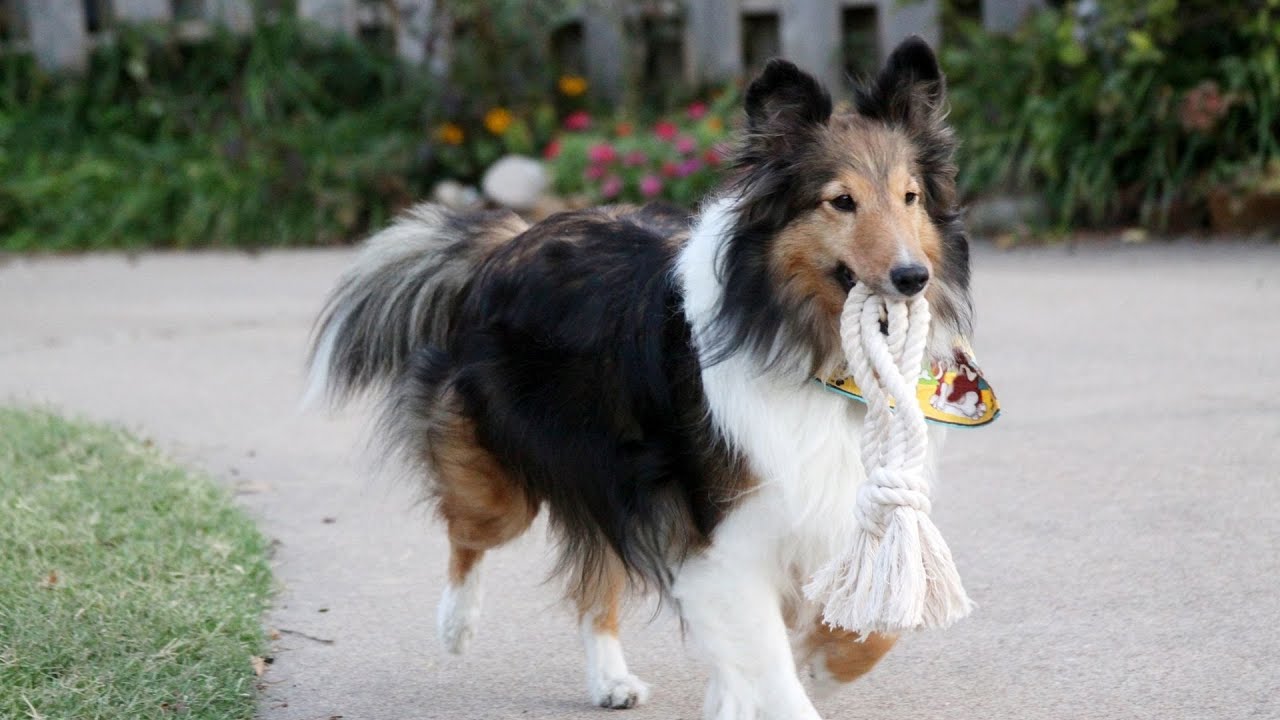 The Shetland Sheepdog A Perfect Family Dog? - YouTube