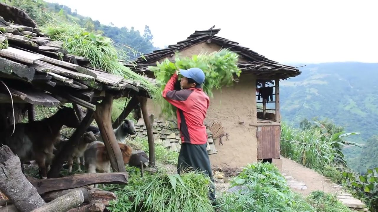 Collecting grass || Myvillage official videos EP 21 || Village life ...