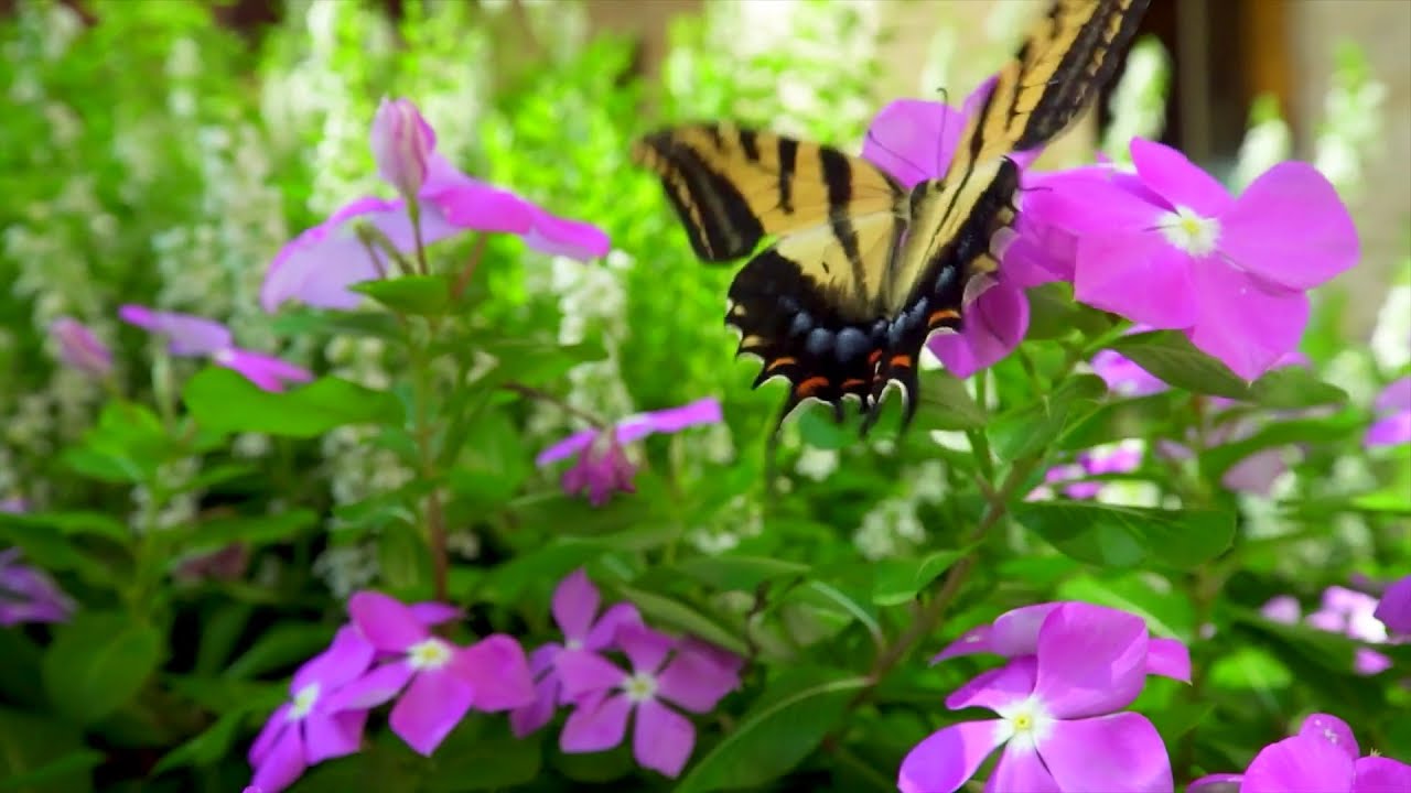 Loco Mosquito "Talks About the Effects on Good Insects" - YouTube