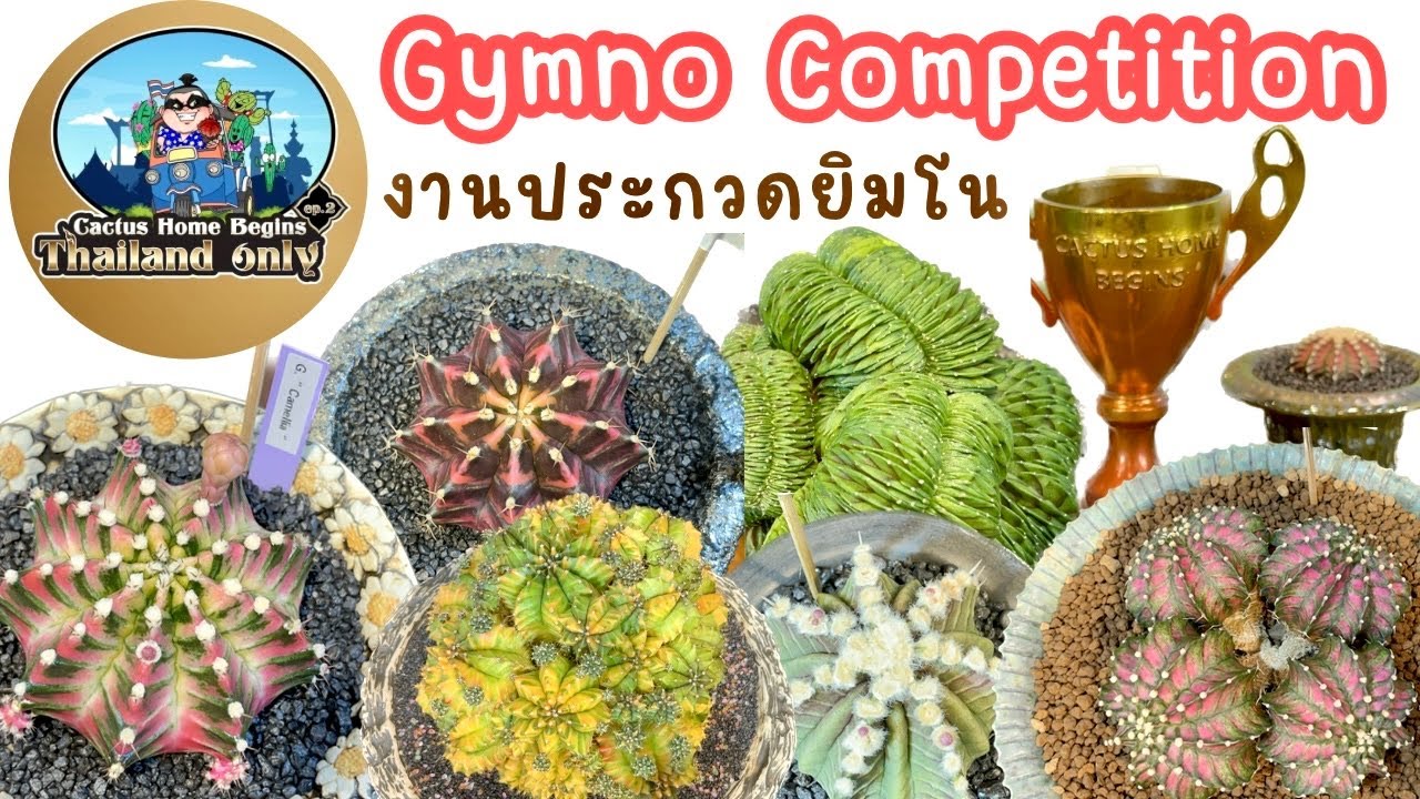 Cactus (Gymno.) Competition @ Cactus Home Begins (Ep.2 Thailand only ...