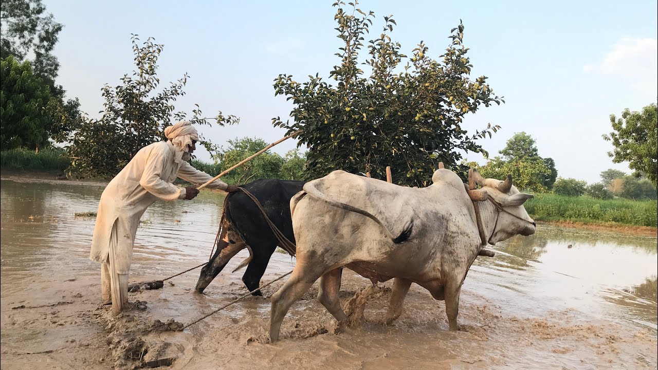 Traditional style of farming in village| ploughing with bulls in field ...