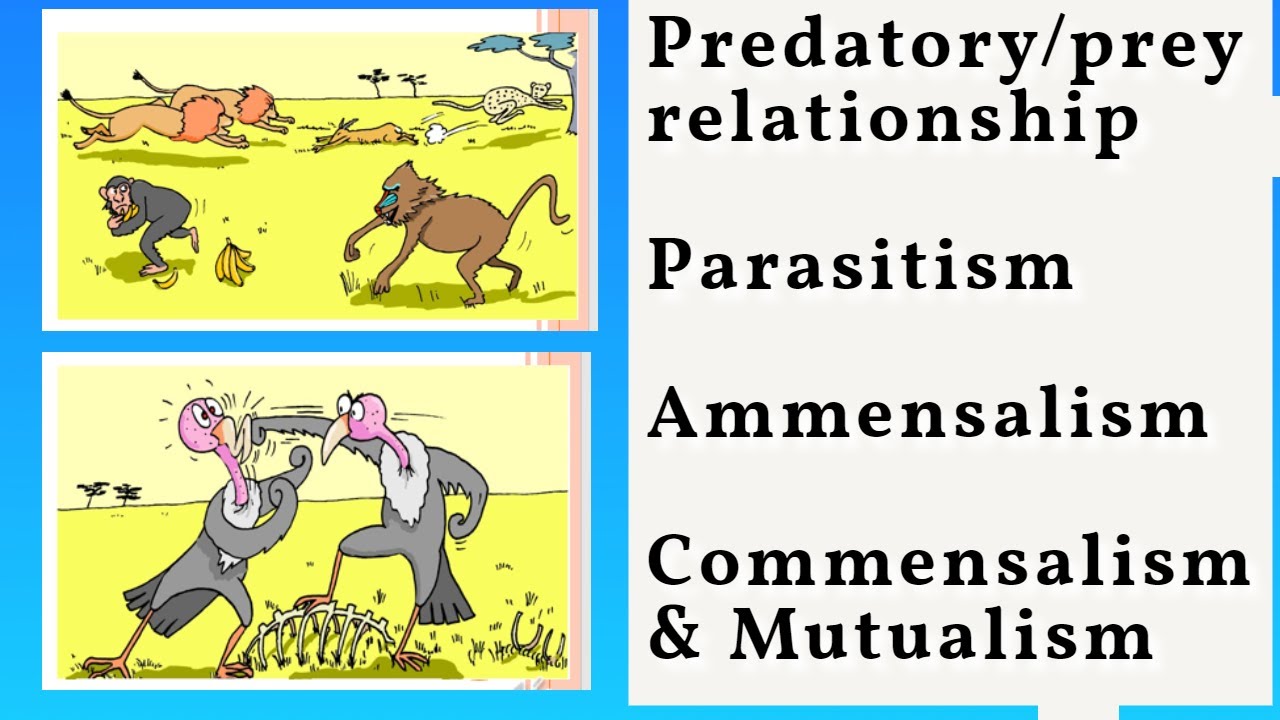 Predatory/prey relationship, Parasitism, Amensalism & Mutualism ...
