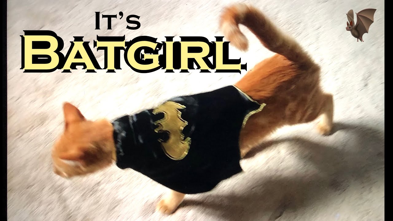 🎃BAT GIRL HALLOWEEN CAT COSTUME:🦇Ginger Joins the Bat Family - YouTube