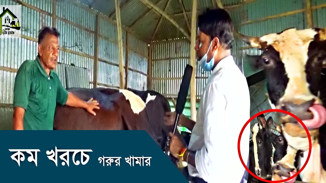 গরুর খামার | cow farm | cow | ullpara khamar bari - YouTube
