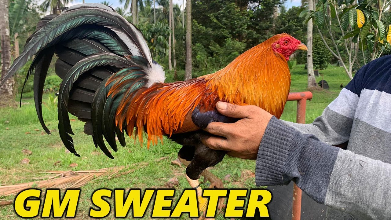 Golden Monkey Sweater 5k Raptor - JVL FARM Philippines Johnny Laureno ...