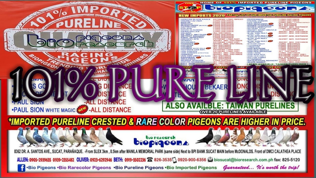 BIO RESEARCH BIO PIGEONS 101% PURE LINE PART2 - YouTube