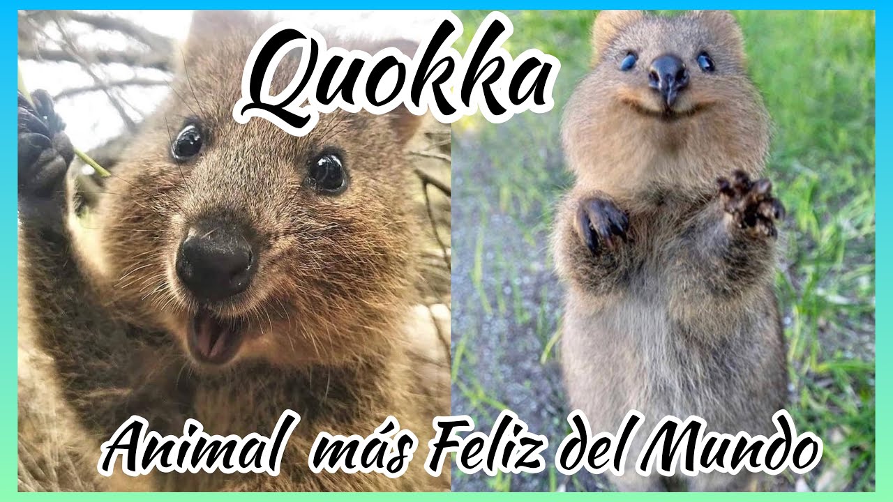 Quokka "el animal más feliz del mundo" Rottnest Island - Australia ...