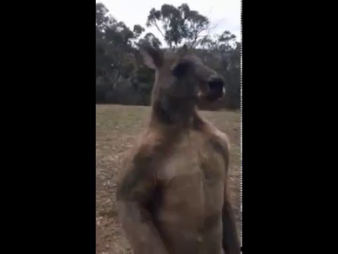 So it turns out that kangaroos are what nightmares are made of - YouTube