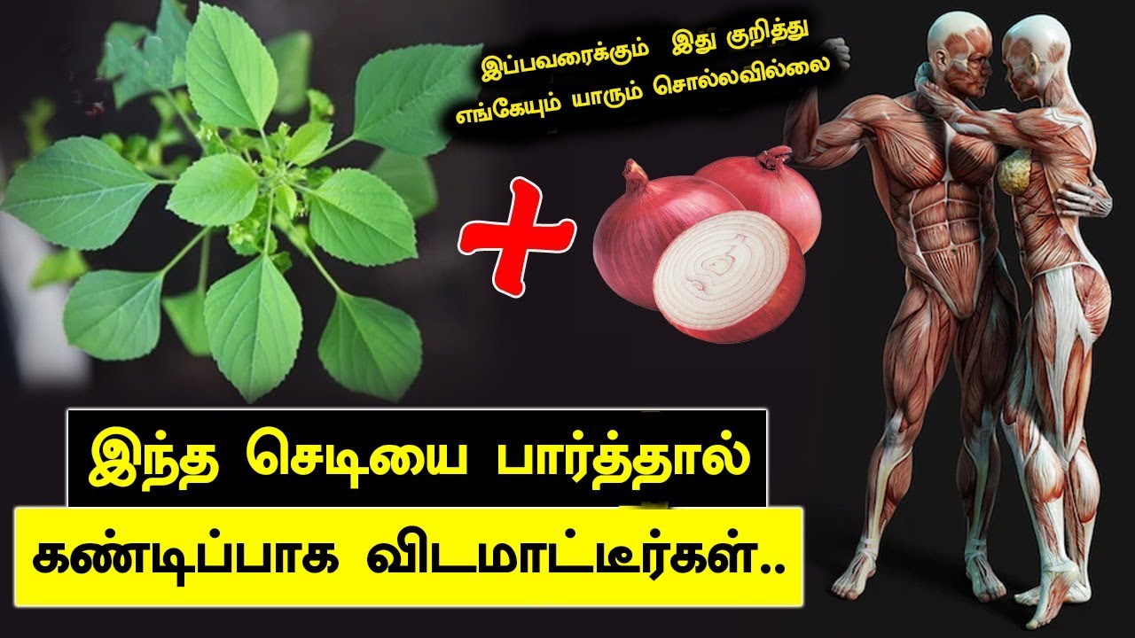இந்த செடியை பார்த்தால் கண்டிப்பாக விடமாட்டீர்கள் | Kuppai meni ...