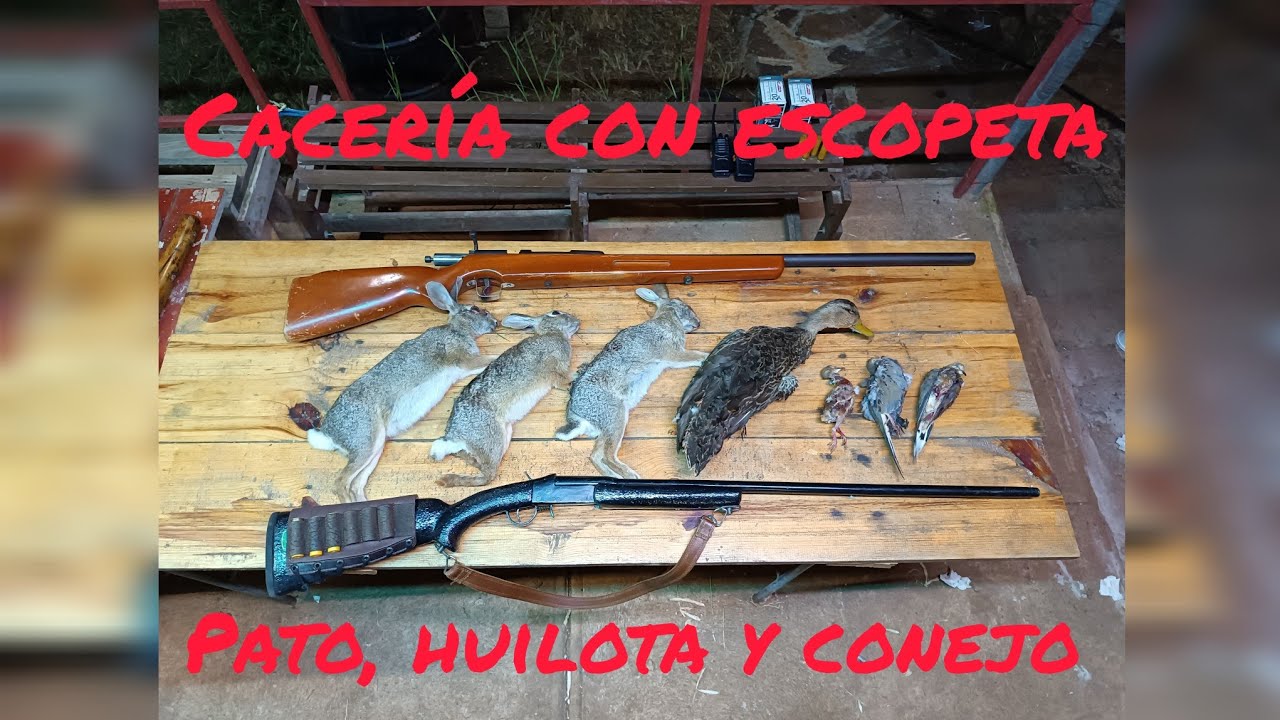 Cacería con Escopeta cal.20 y 16! Pato, huilota y conejo... - YouTube
