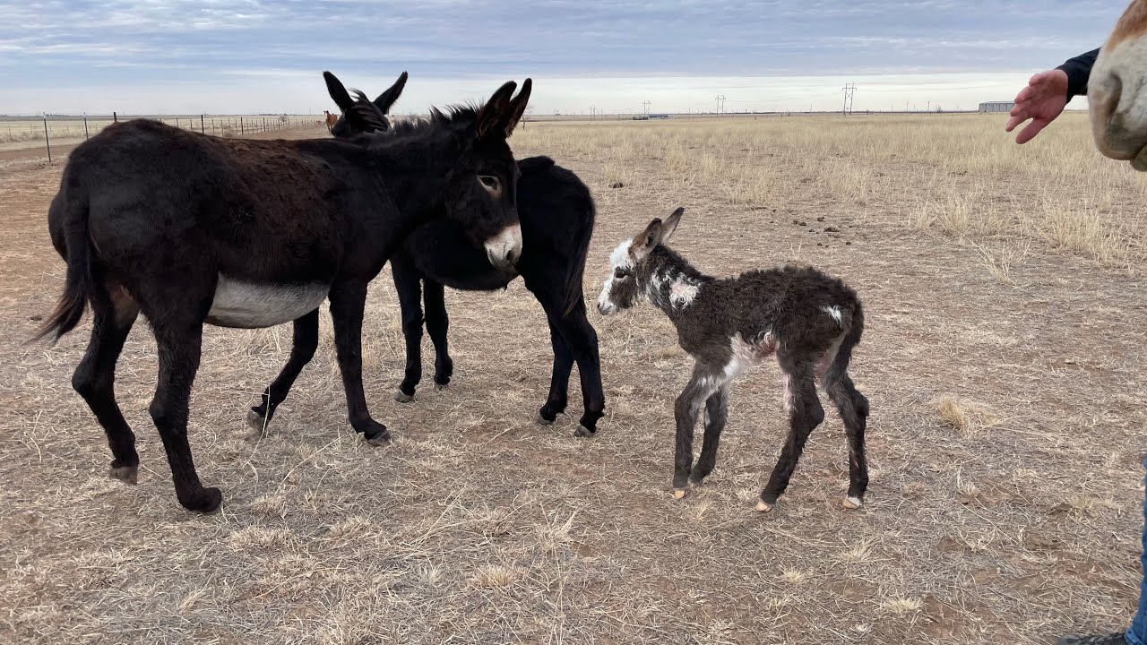 Baby donkey!!! Ellie had a baby!!! What a surprise! - YouTube
