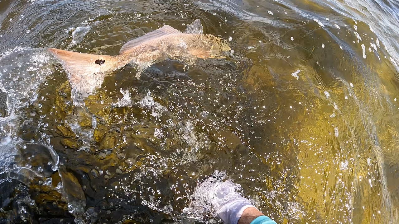 High Winds and Big Redfish. Fishing Southwest Florida. - YouTube
