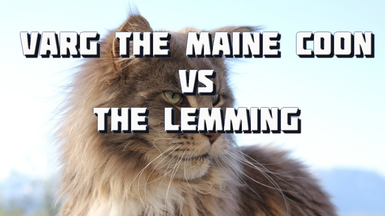 Maine Coon Cat Video - Varg The Maine Coon vs The Lemming - YouTube