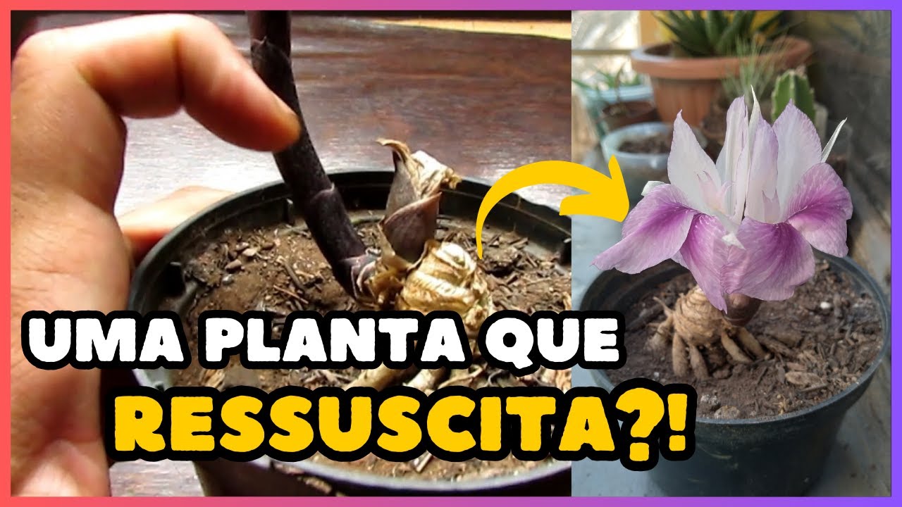 CONHEÇA A FLOR DA RESSURREIÇÃO!!! - YouTube