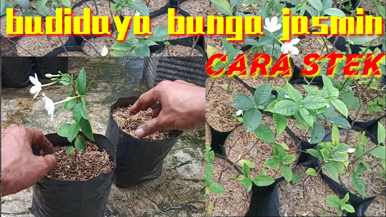 cara budidaya bunga jasmin dengan stek batang - YouTube