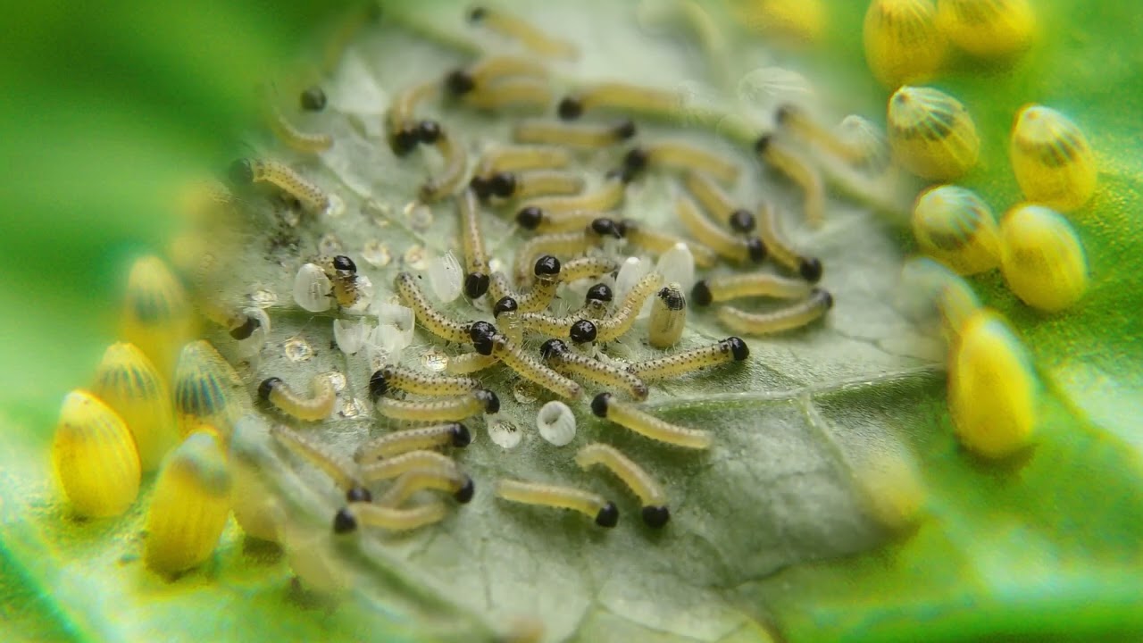 LifeCycle of the Large Cabbage White Butterfly - YouTube