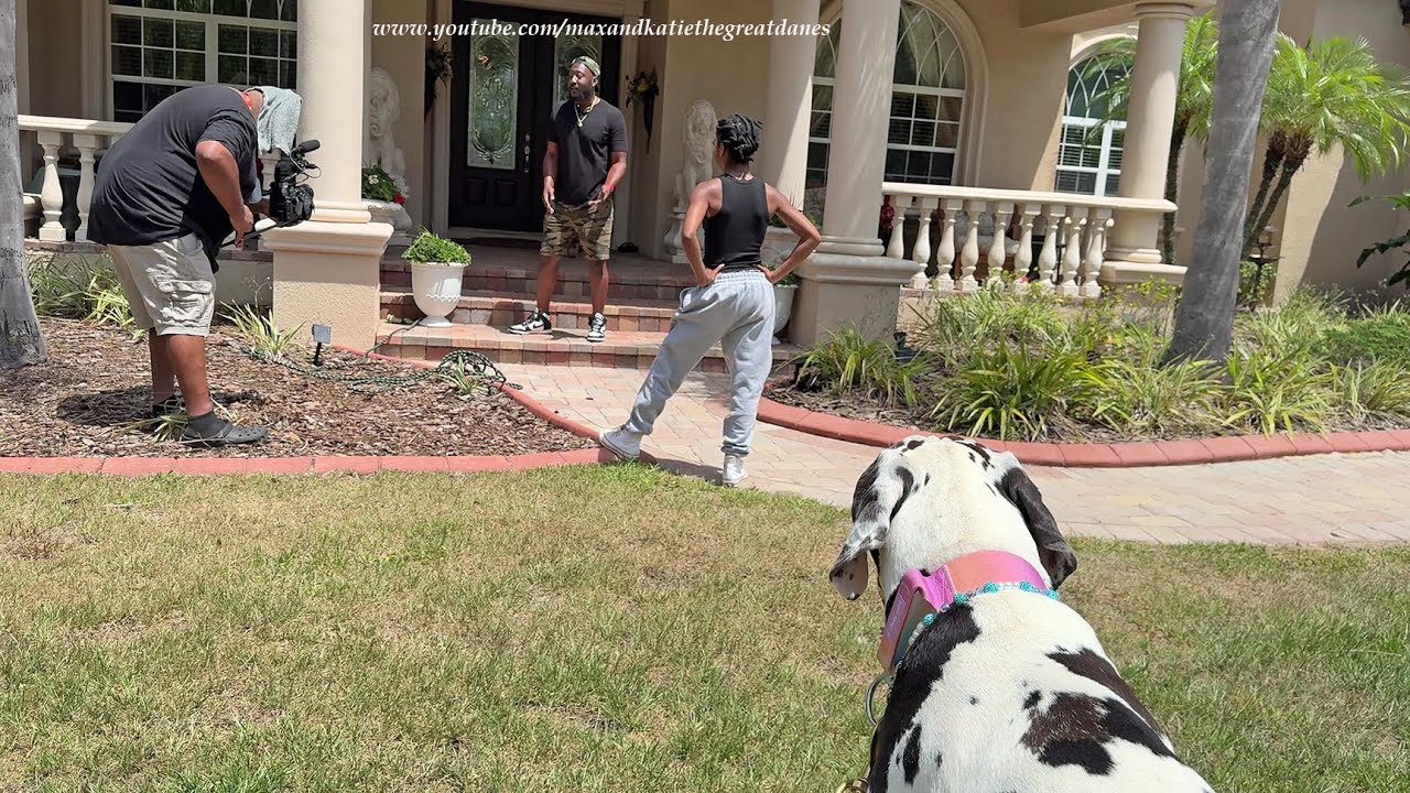 Great Dane Enjoys BTS View Of NFL College Football Player Rap Good ...