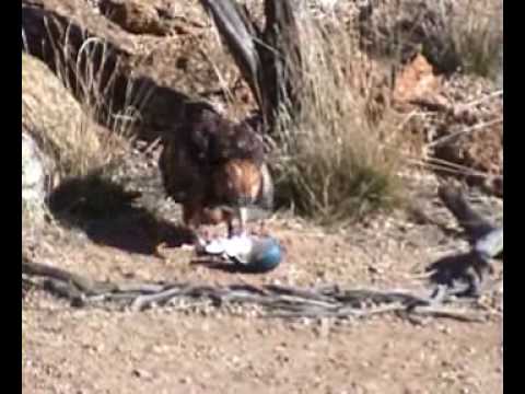 Prey Birds: an Emu egg for breakfast - YouTube