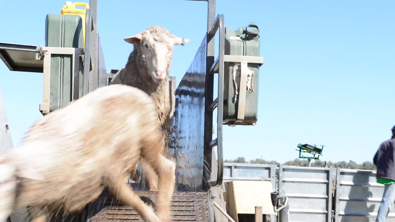 Mobile Jetting Machine - Barclay Livestock Management - YouTube