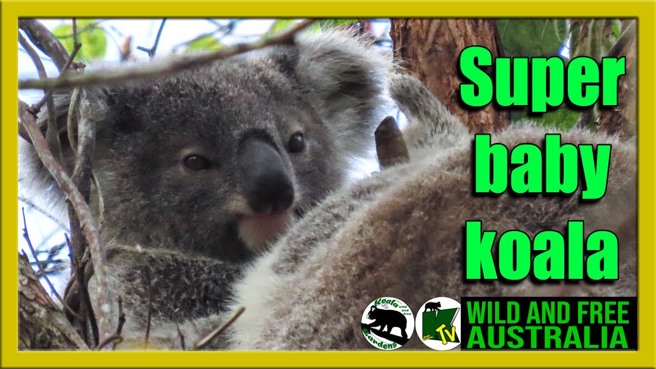 Baby koalas grow so fast | Onyx's joey | Australia all over - YouTube