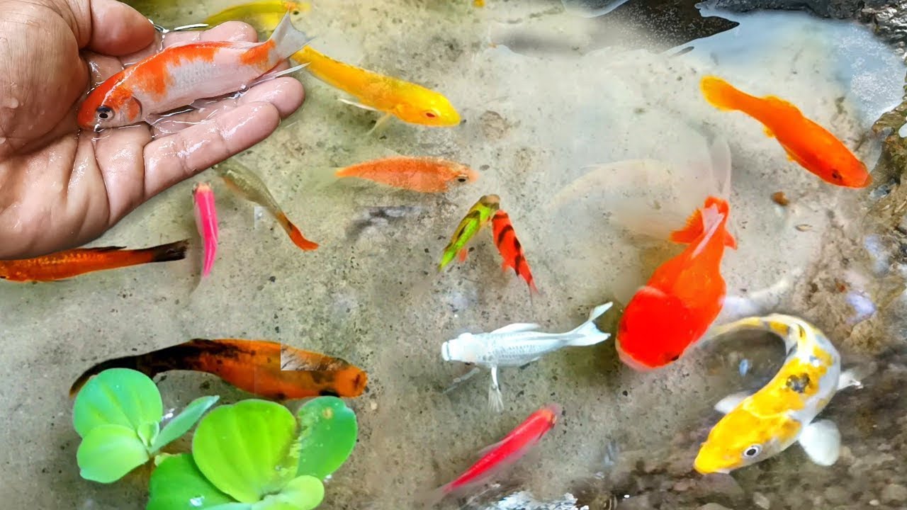 finding ornamental fish koi fish Koki fish catfish betta fish Aligator ...