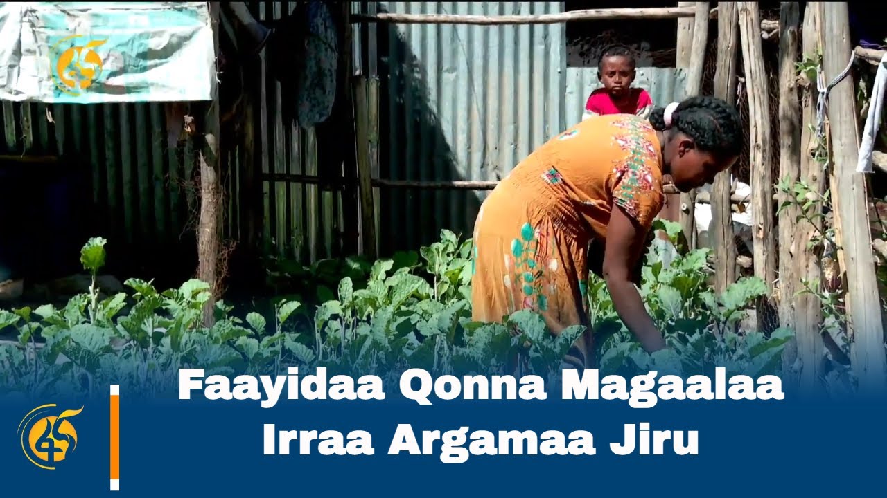 Faayidaa Qonna Magaalaa Irraa Argamaa Jiru - YouTube