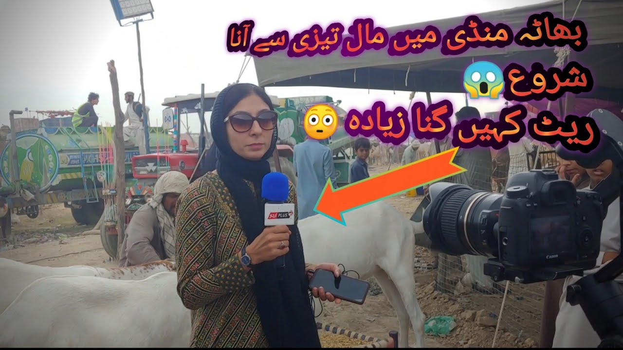 Urdu Plus News Waly Mandi Mein Agye -😱😳Rate Bohot High Ho gye - Maal bohot rate zyda - YouTube