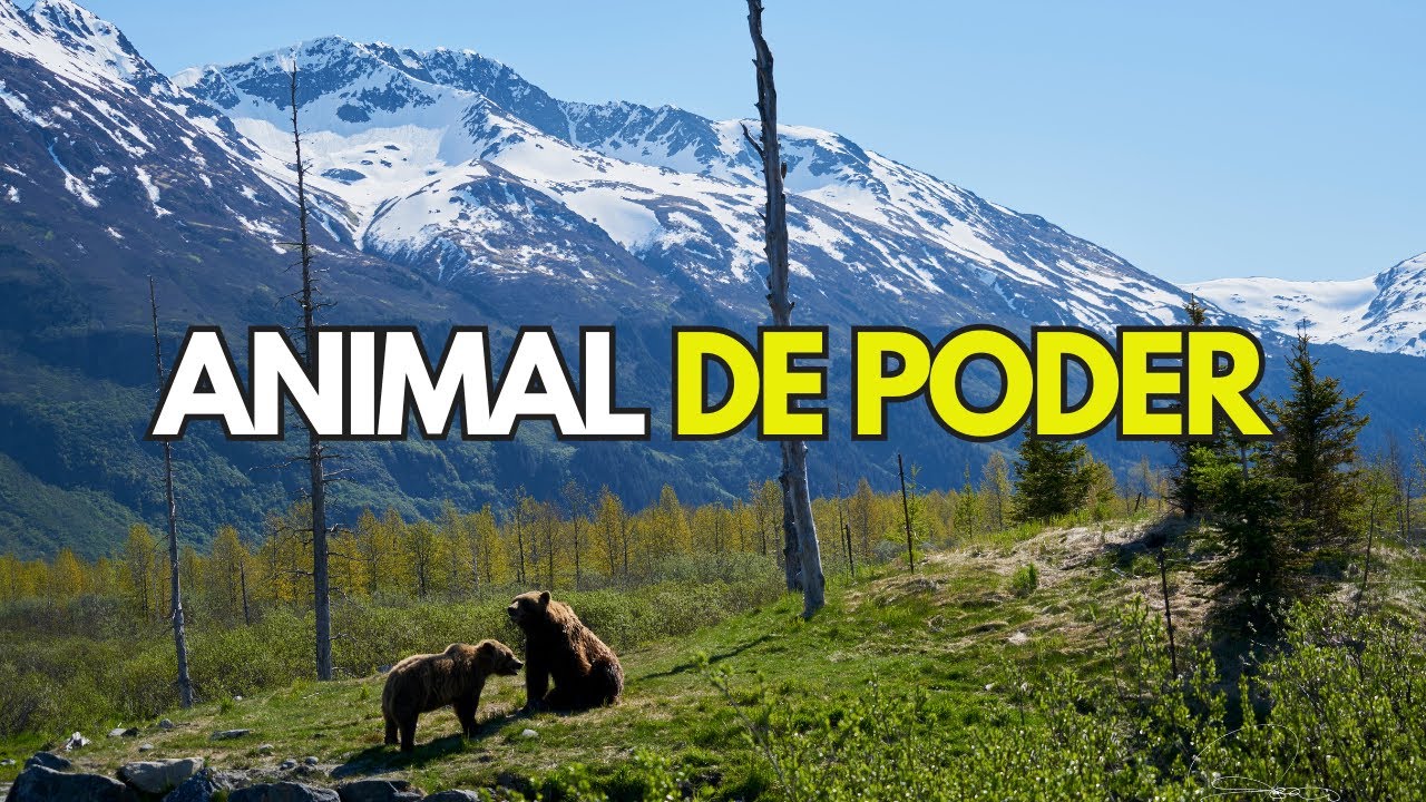 🦋Significado de los Animales de Poder🦉¿Cómo Saber Cuál es tu Animal de ...