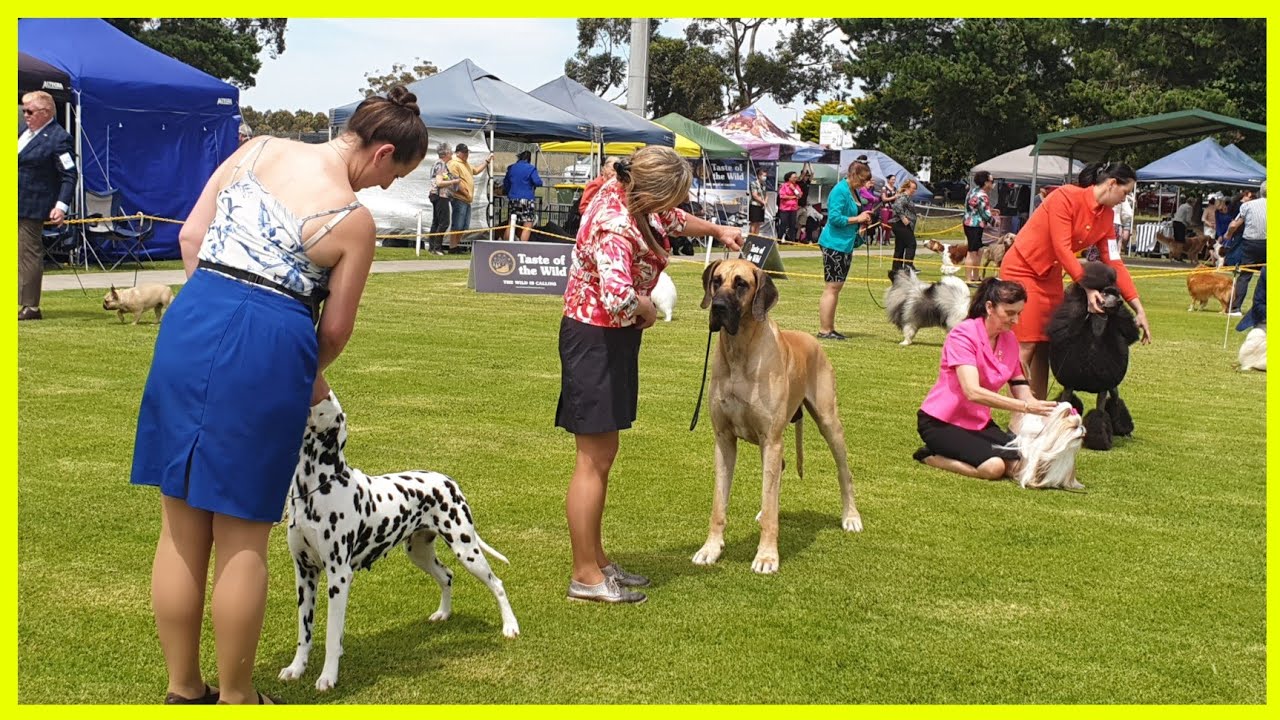 2022 Maldon AM Show - Group 7 Best & Classes - YouTube